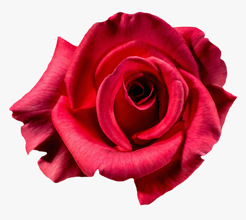 Red Rose Flower Top View Png Image - Top View Rose Tattoo, Transparent ...