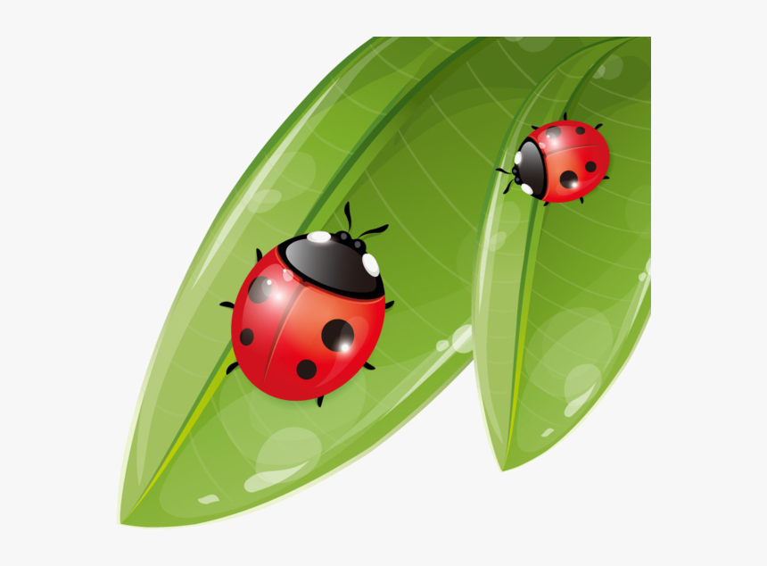 Transparent Lady Bugs Png - Ladybugs On The Leaf Clipart, Png Download ...