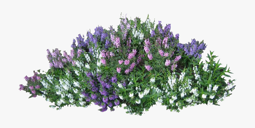 Bushes Transparent - Transparent Flower Bush Png, Png Download ...