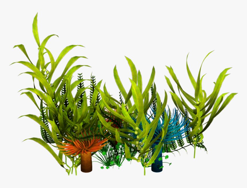Transparent Seaweed Clipart - Transparent Seaweed Png, Png Download ...