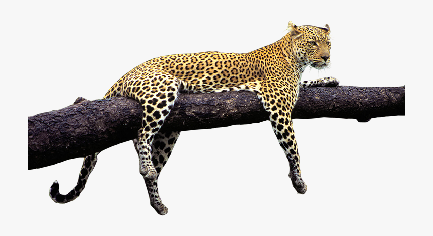 Animal Nature Images Png, Transparent Png , Transparent Png Image - PNGitem