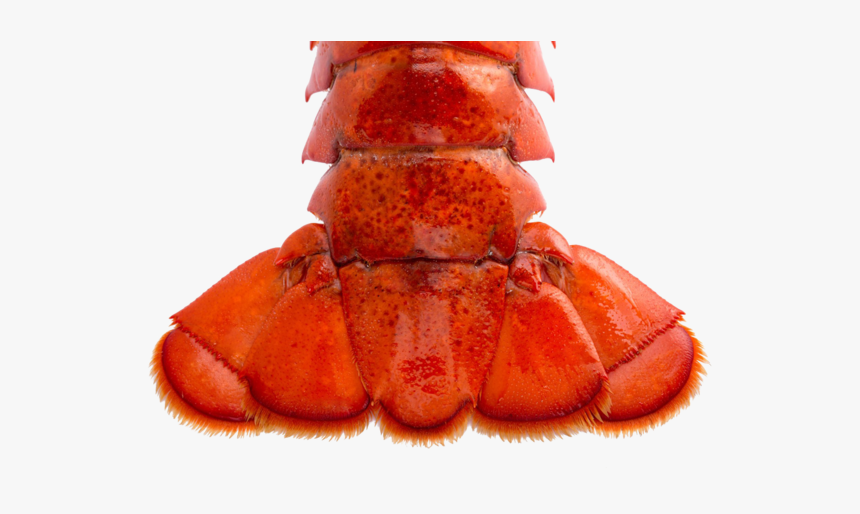 Brazil Lobster Tail - Transparent Lobster Tail, HD Png Download ...