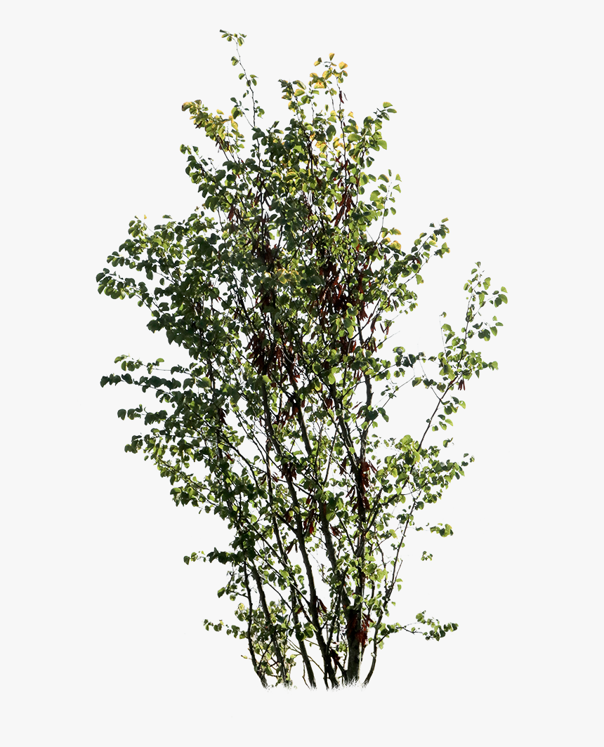 Cut Out Trees Png, Transparent Png , Transparent Png Image - PNGitem