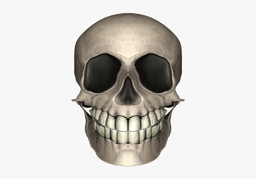Skull, HD Png Download , Transparent Png Image - PNGitem