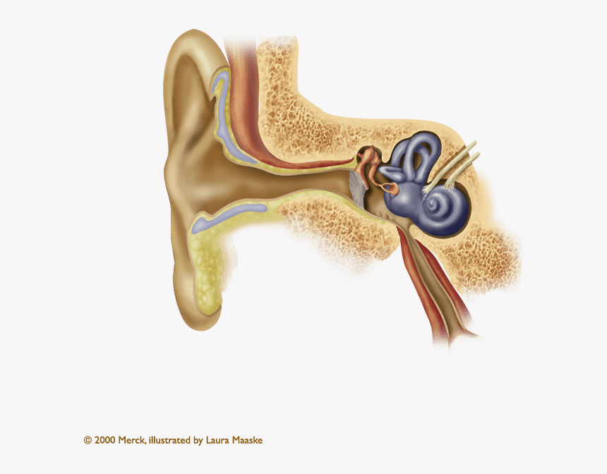 Ear Anatomy Ear Wax, HD Png Download , Transparent Png Image - PNGitem