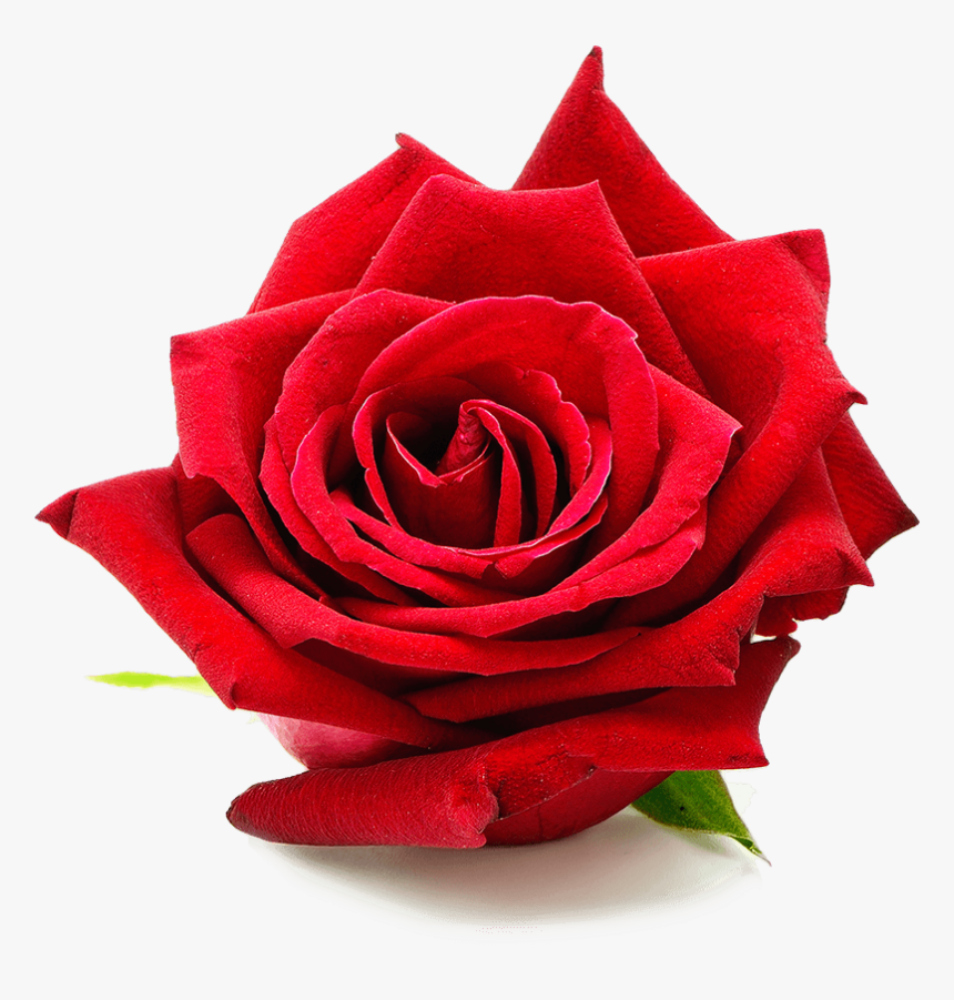 Rose, HD Png Download , Transparent Png Image - PNGitem