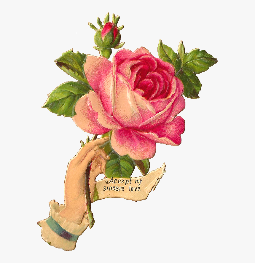 Victorian Vintage Rose Illustration, HD Png Download , Transparent Png ...