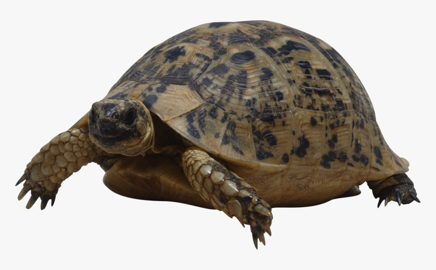 Turtle Background Transparent - Turtle Png, Png Download , Transparent ...