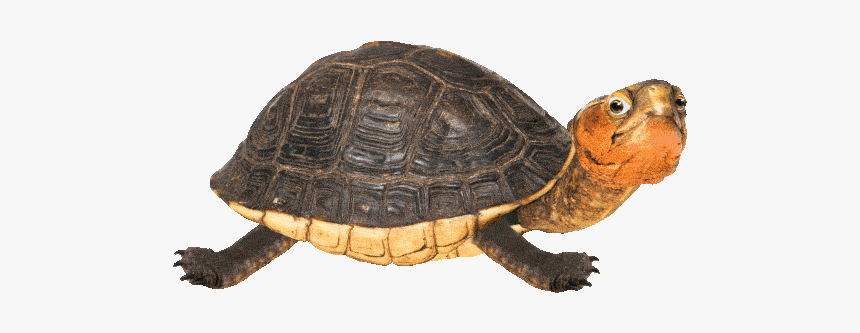 Turtle Gif Transparent Background, HD Png Download , Transparent Png ...
