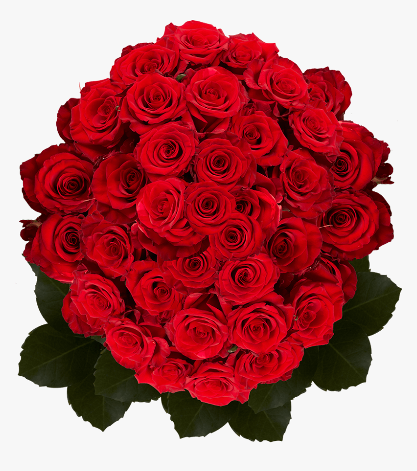 Best Dark Red Roses - Floribunda, HD Png Download , Transparent Png ...