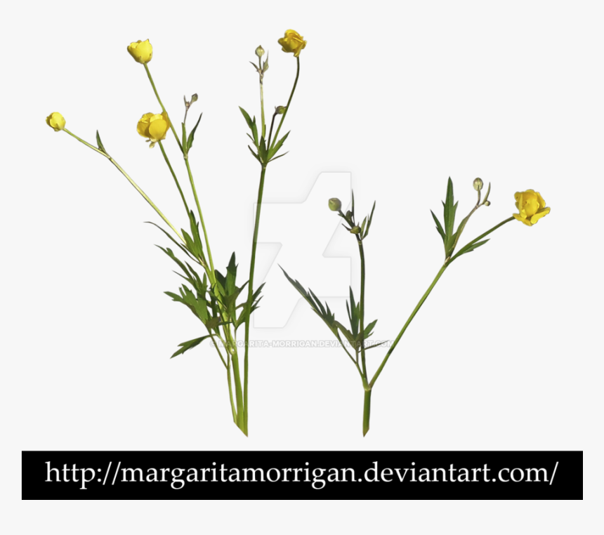 Transparent Wild Flower Png, Png Download , Transparent Png Image - PNGitem