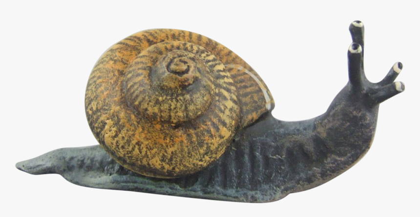 Snail, HD Png Download , Transparent Png Image - PNGitem