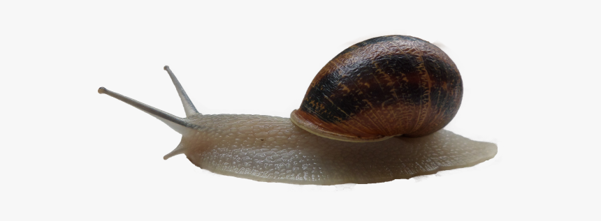 Download This High Resolution Snails High Quality Png - Wallpaper ...