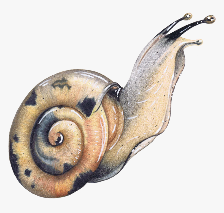 Colored Pencil Garden Snail Wildlife Illustration Animal, HD Png ...