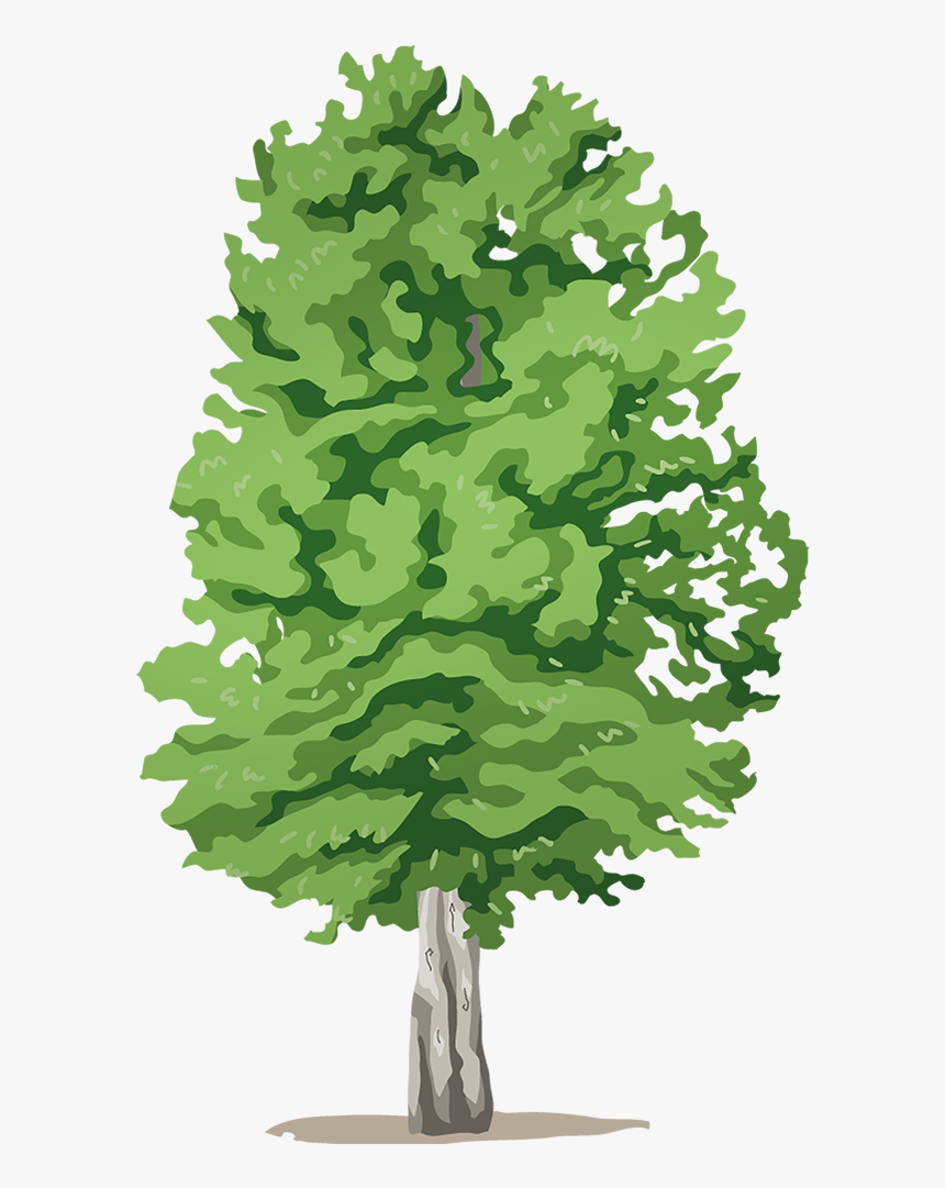 Mossy Cup Oak, HD Png Download , Transparent Png Image - PNGitem