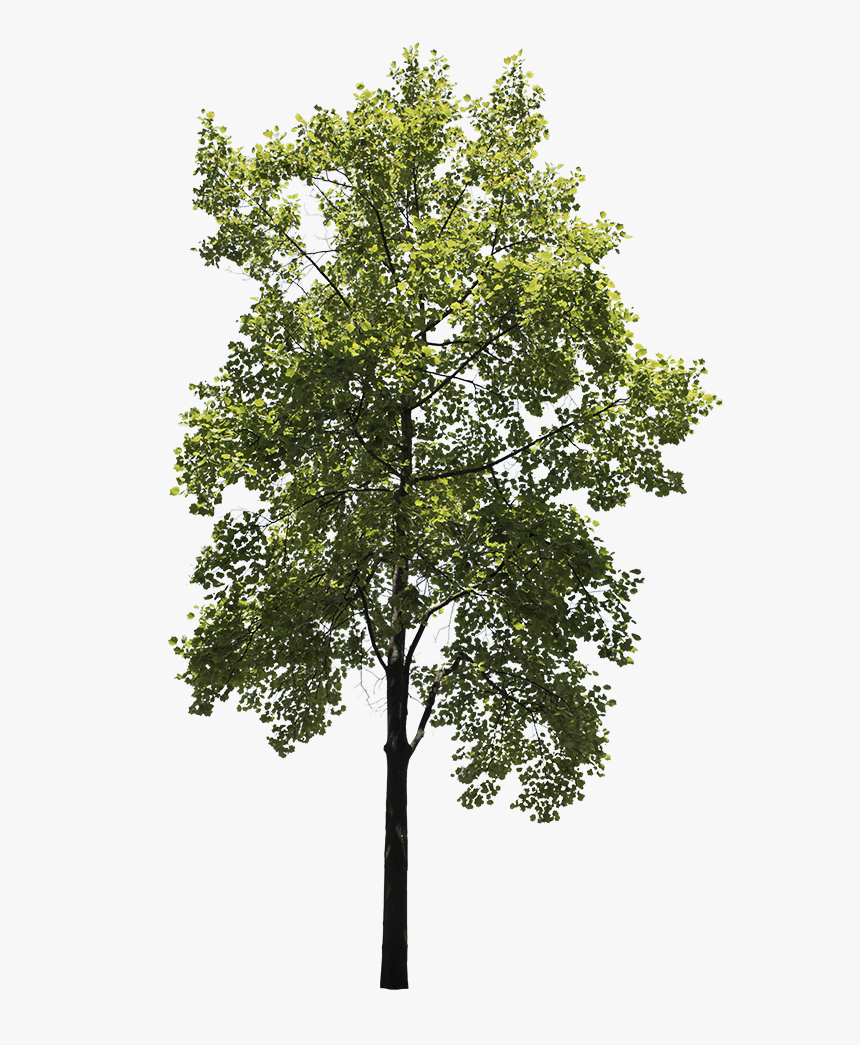 Transparent Oak Tree Png, Png Download , Transparent Png Image - PNGitem