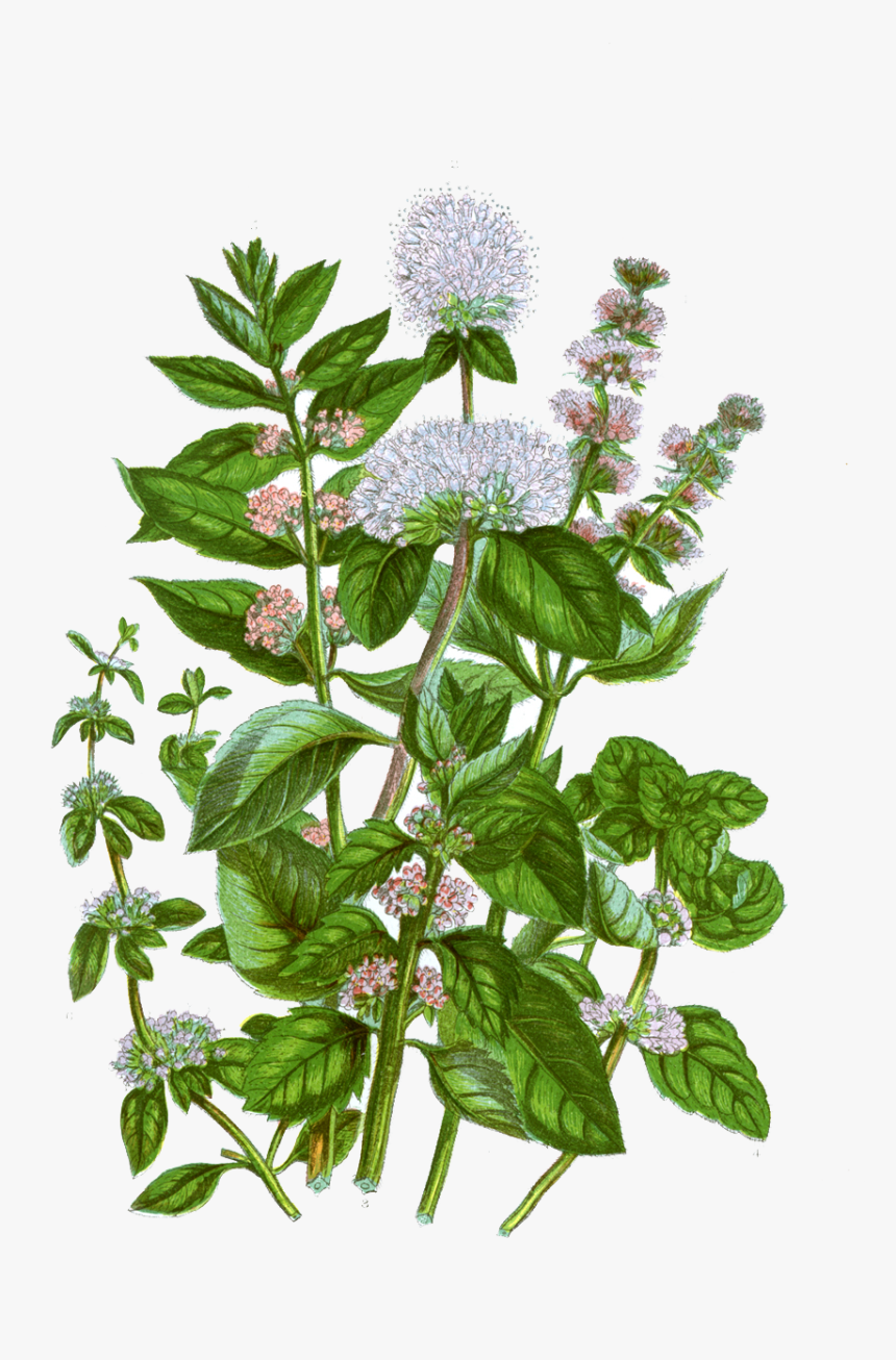 Mint Botanical Illustration , Png Download - Mint Botanical ...