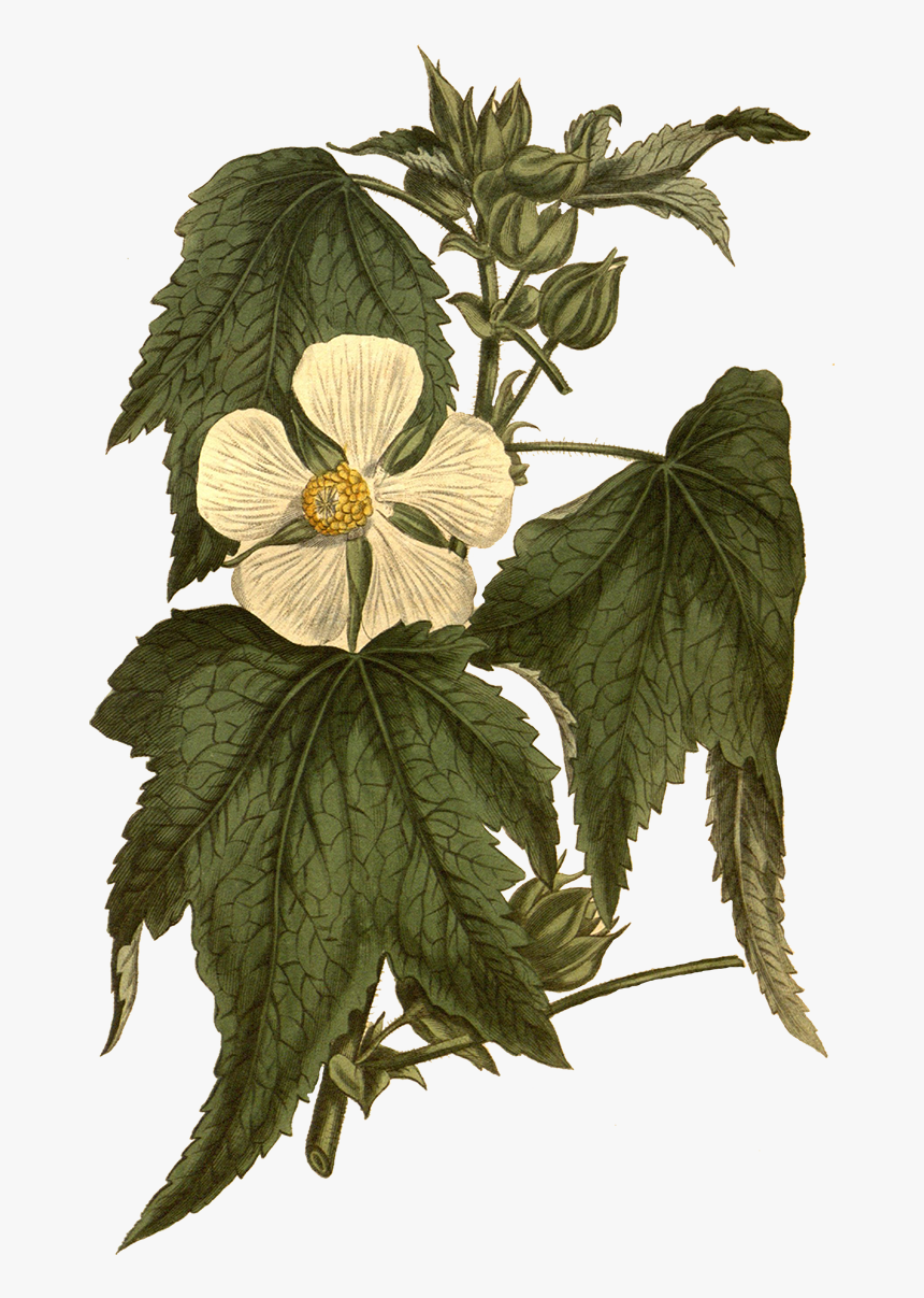 As Png Free Download - Botanical Illustration, Transparent Png ...