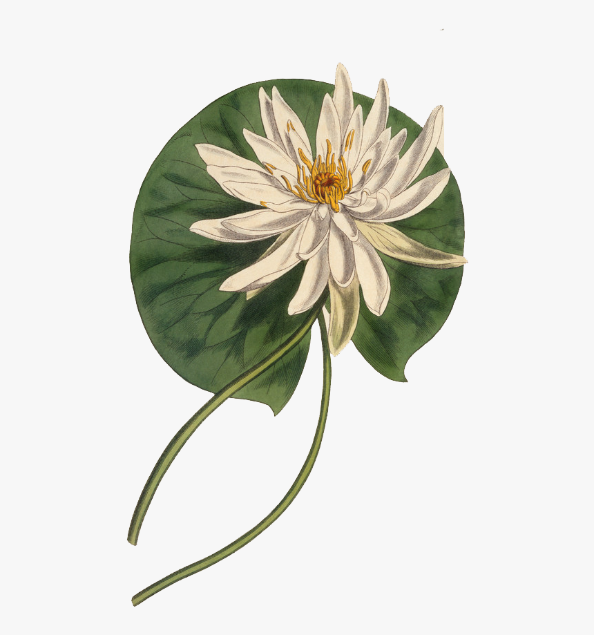Botany Botanical Illustration Curtis - Water Lily Botanical Sketch, HD ...
