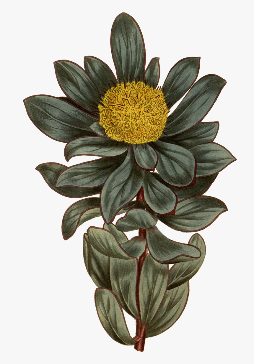 Botanical Illustration , Png Download - Png Vintage Botanical Flower ...
