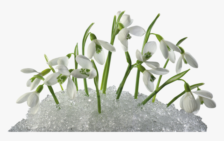 Snowdrops In Snow, HD Png Download , Transparent Png Image - PNGitem