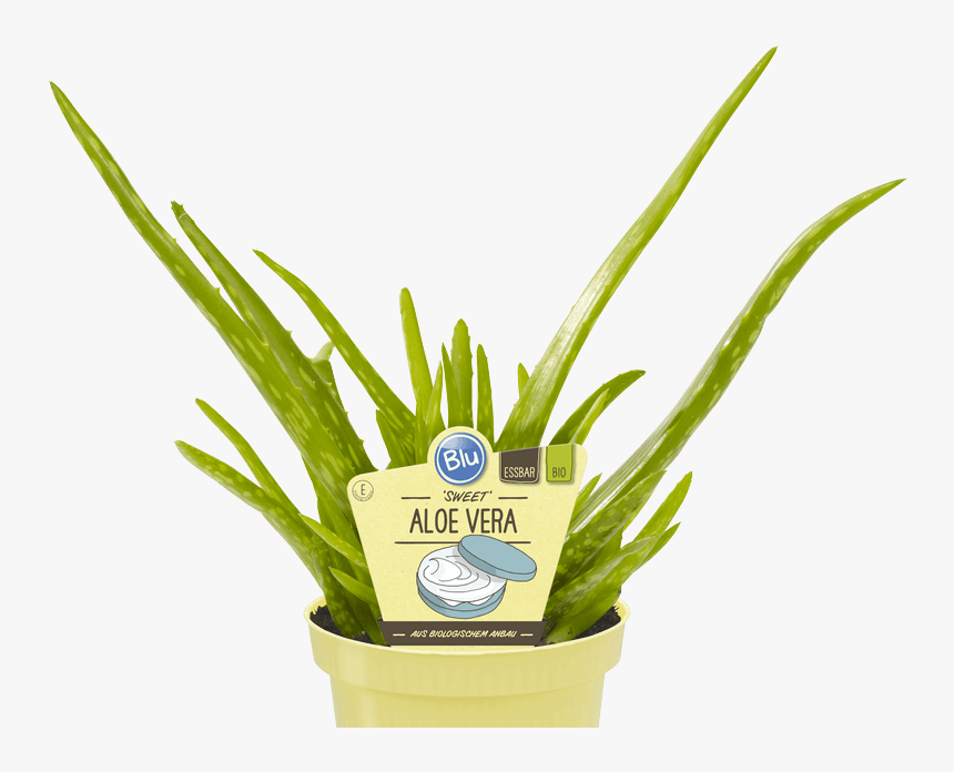 ’sweet‘ Aloe Vera - Aloe Vera Sweet Rezepte, HD Png Download ...