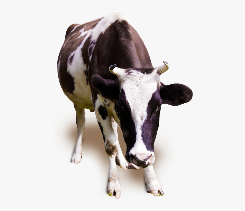 Milk Cow Png - Cow Running Png, Transparent Png , Transparent Png Image ...