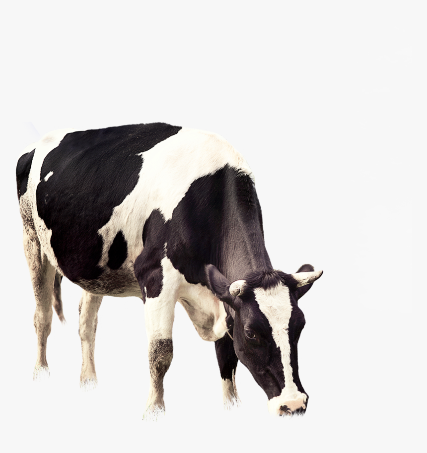 Cow Vector Grazing - Cows Png, Transparent Png , Transparent Png Image ...