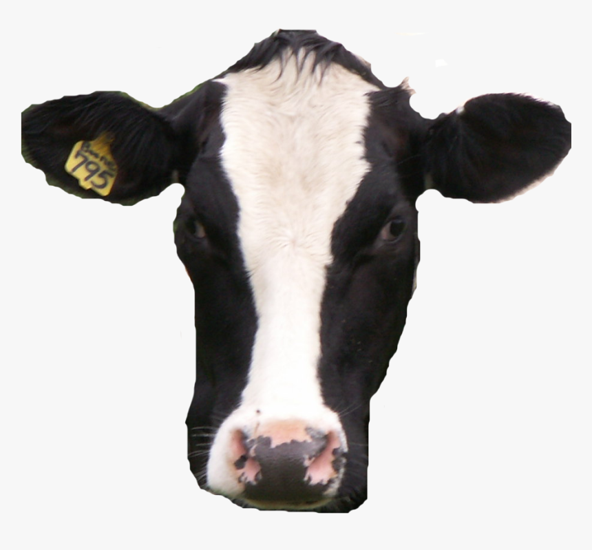 Cow Transparent Real - Cow Head Transparent Background, HD Png Download ...