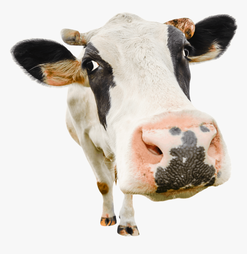 Transparent Dairy Cow Png - Stock Photo Cow, Png Download , Transparent ...