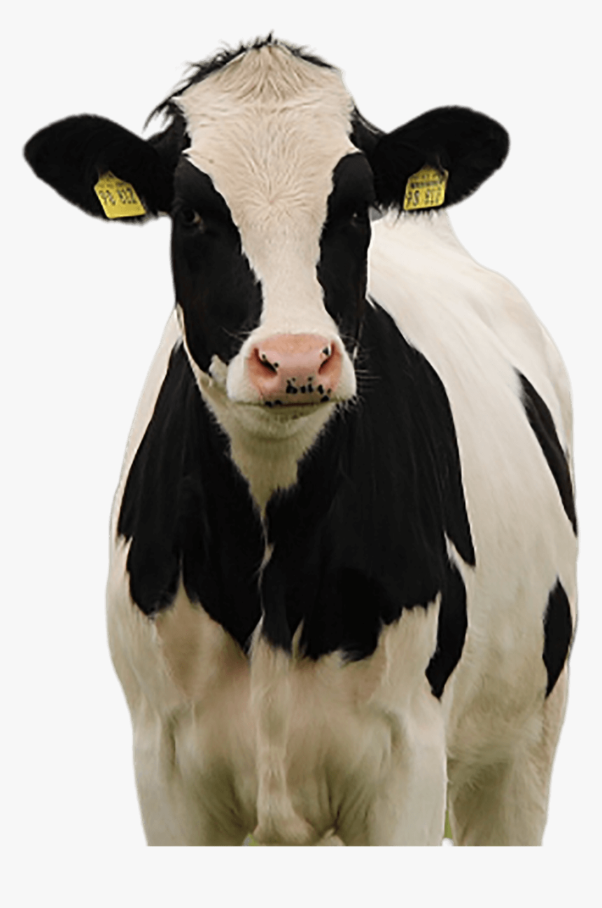 Cow - Miss Missy Animal, HD Png Download , Transparent Png Image - PNGitem