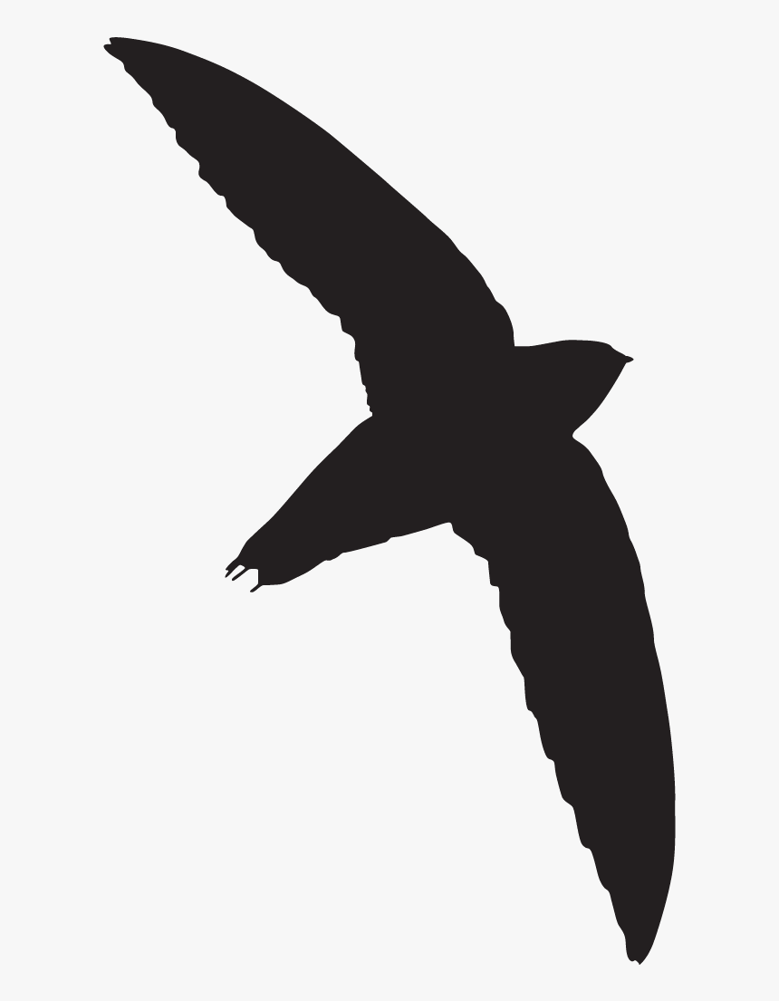 Swift Bird Transparent, HD Png Download , Transparent Png Image - PNGitem