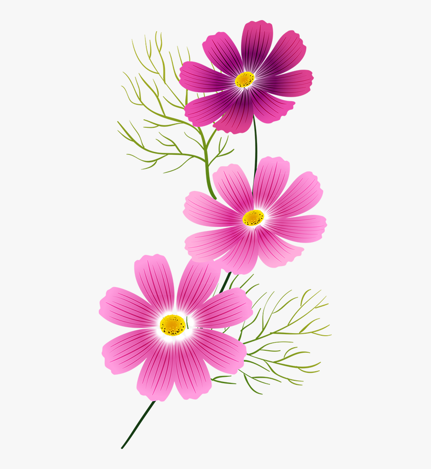 Transparent Cosmos Flowers Png, Png Download , Transparent Png Image ...