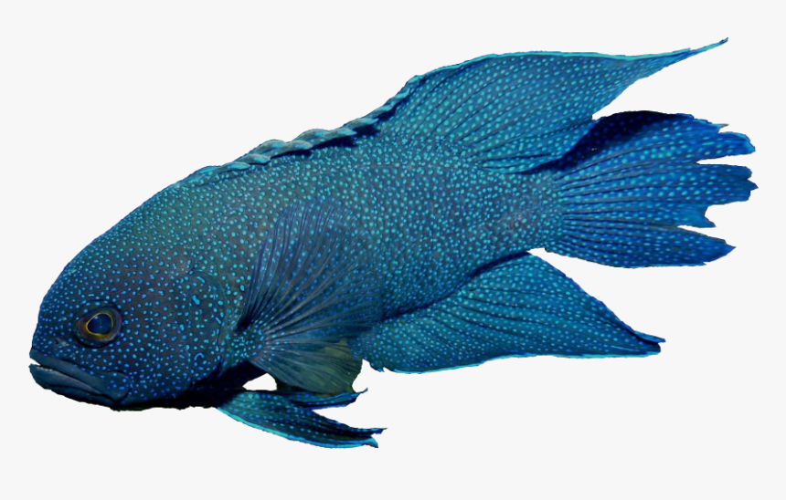 Blue Devil Fish - Blue Devil Fish Png, Transparent Png , Transparent ...
