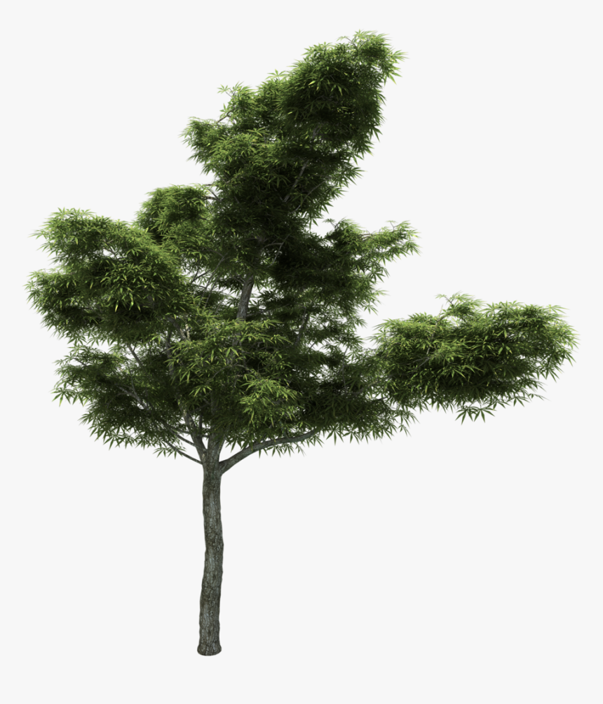 Pine Tree Larch Branch Image, HD Png Download , Transparent Png Image ...