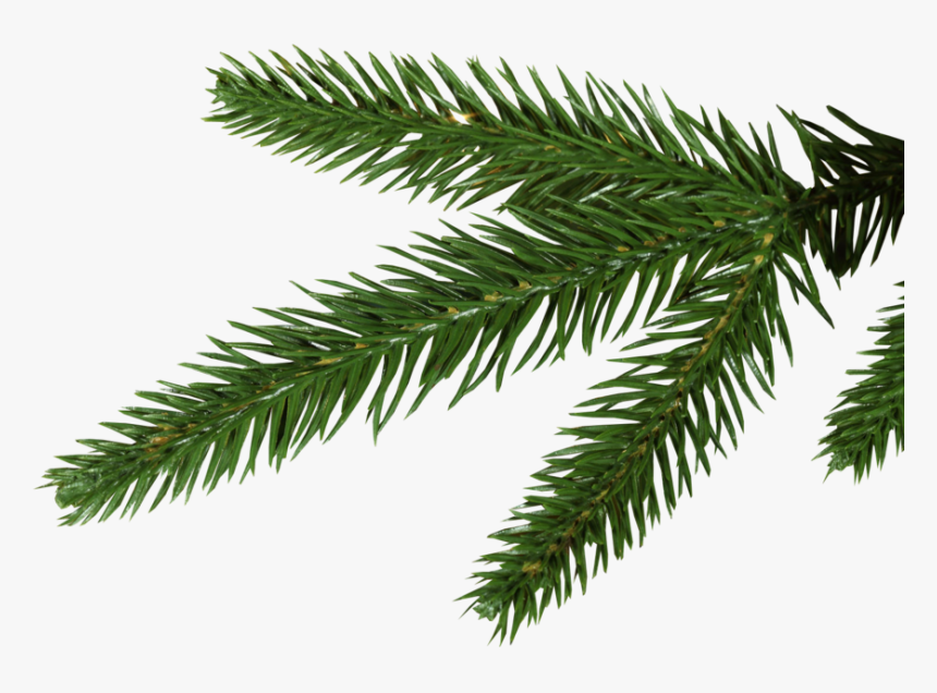 Pine Tree Leaves Png