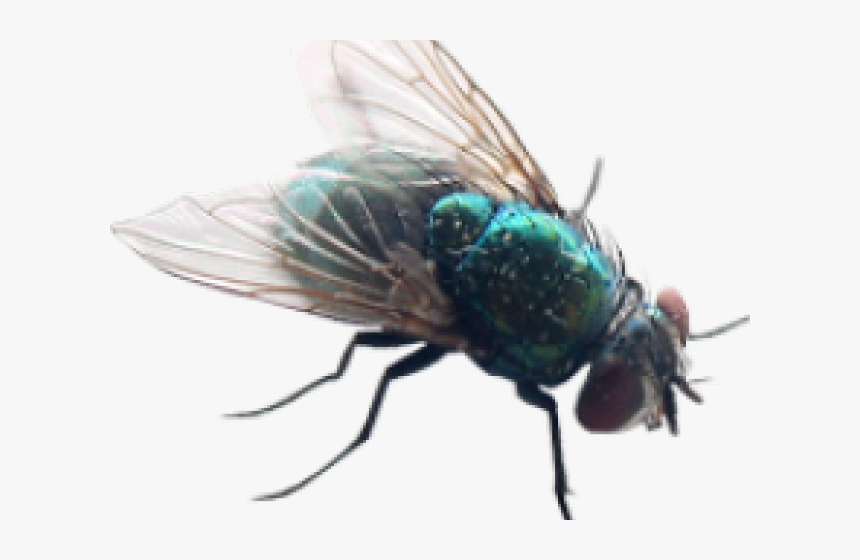 Transparent House Fly Clipart - Fly Transparent Background, HD Png ...
