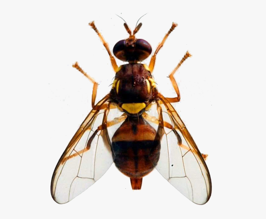 Queensland Fruit Fly, HD Png Download , Transparent Png Image - PNGitem