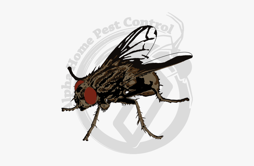House Fly, HD Png Download , Transparent Png Image - PNGitem