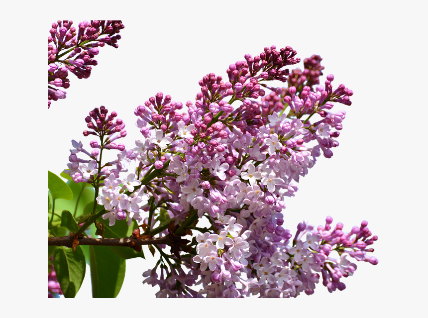 Crape Myrtle, HD Png Download , Transparent Png Image - PNGitem