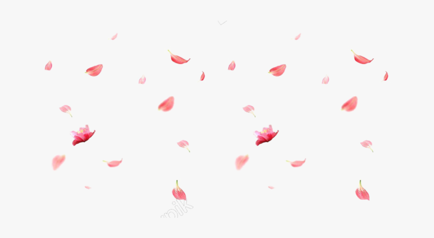 Rose Petals Png Fallin, Transparent Png , Transparent Png Image - PNGitem