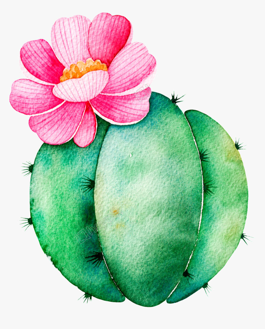 Spherical Cactus Cartoon Transparent - Transparent Cactus Clipart ...