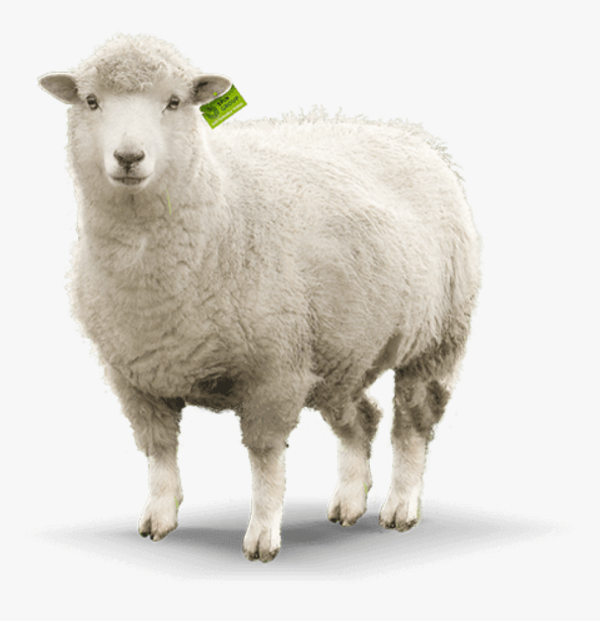 Transparent Background Sheep Png, Png Download , Transparent Png Image ...
