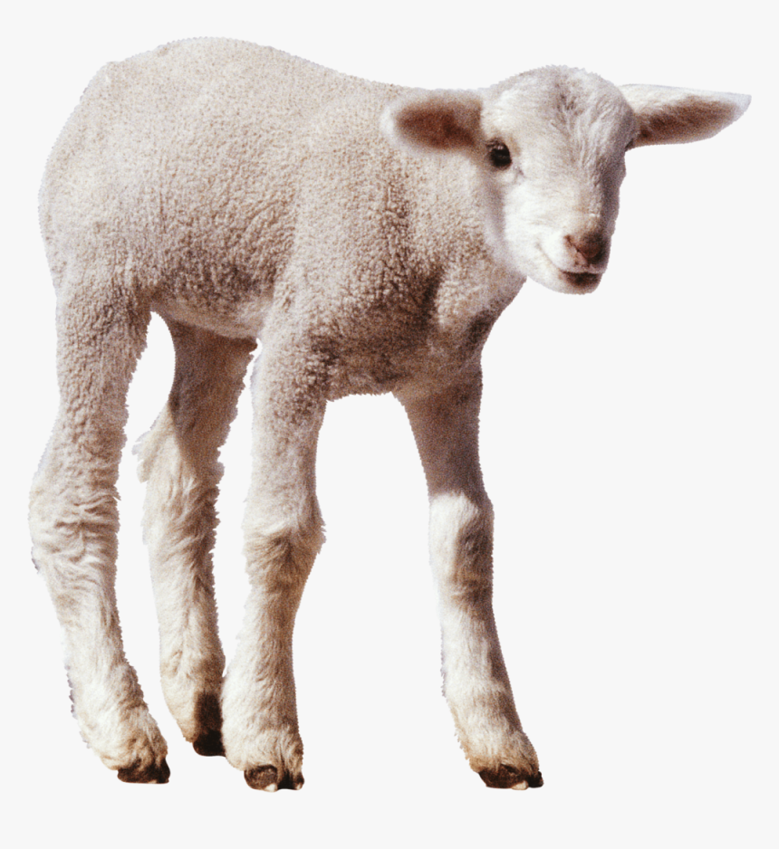 Sheep Png Image 82704 Min - Sheep, Transparent Png , Transparent Png ...