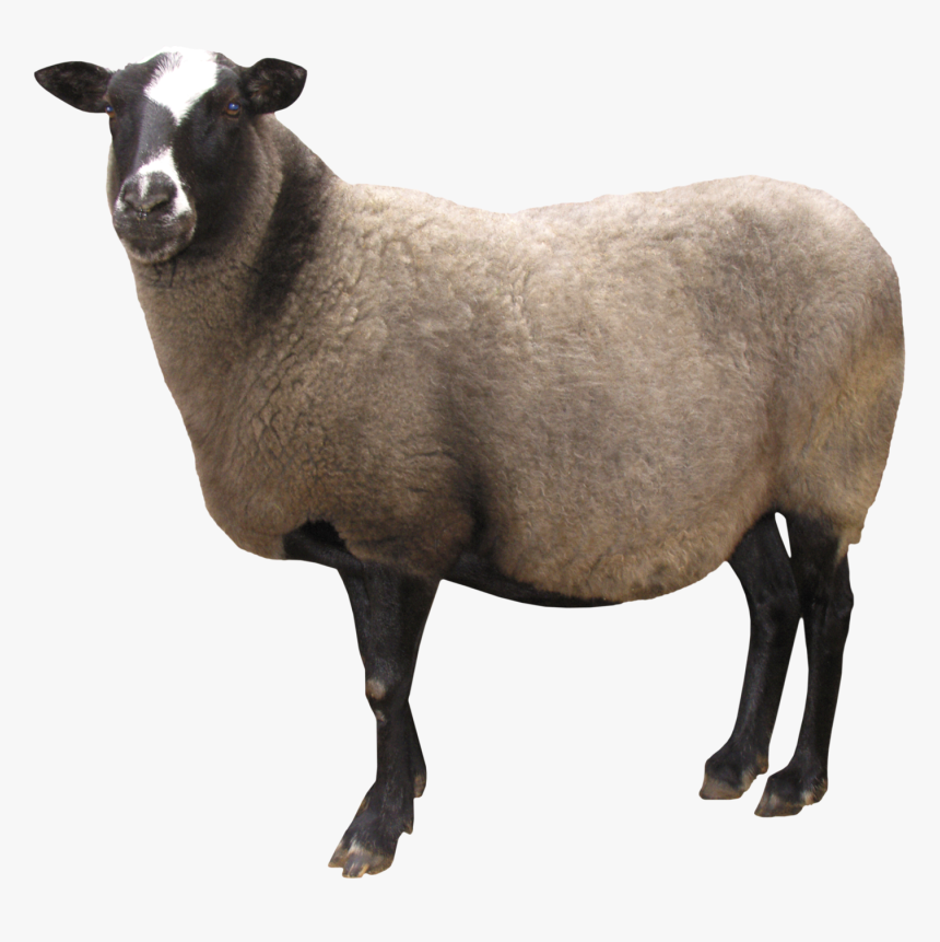 Transparent Background Sheep Png, Png Download , Transparent Png Image ...
