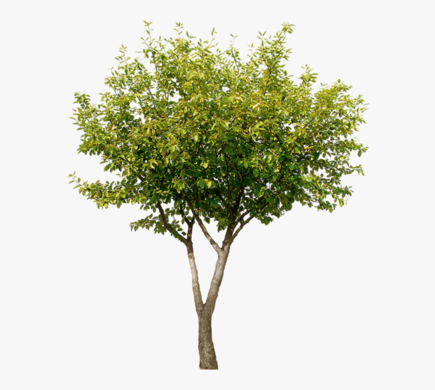 Thumb Image - Tree Architecture Png, Transparent Png , Transparent Png ...