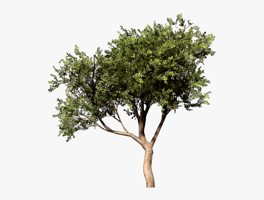 Arbre Photoshop Png, Transparent Png , Transparent Png Image - PNGitem
