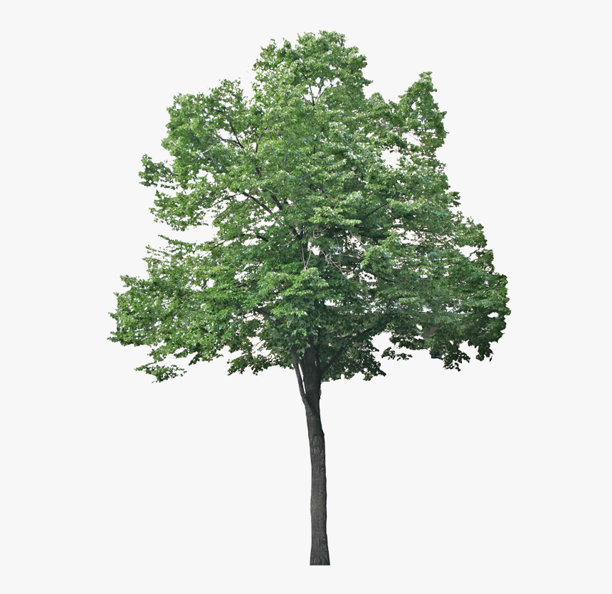 Trees Jpg, HD Png Download , Transparent Png Image - PNGitem