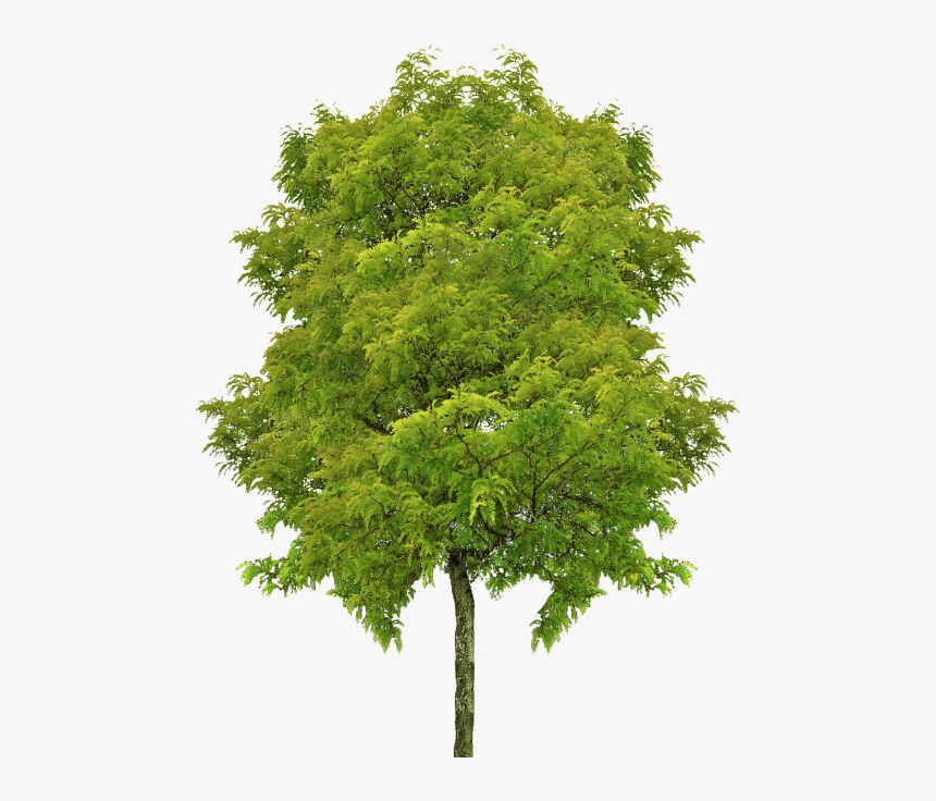 Transparent Trees Perspective Png, Png Download , Transparent Png Image ...