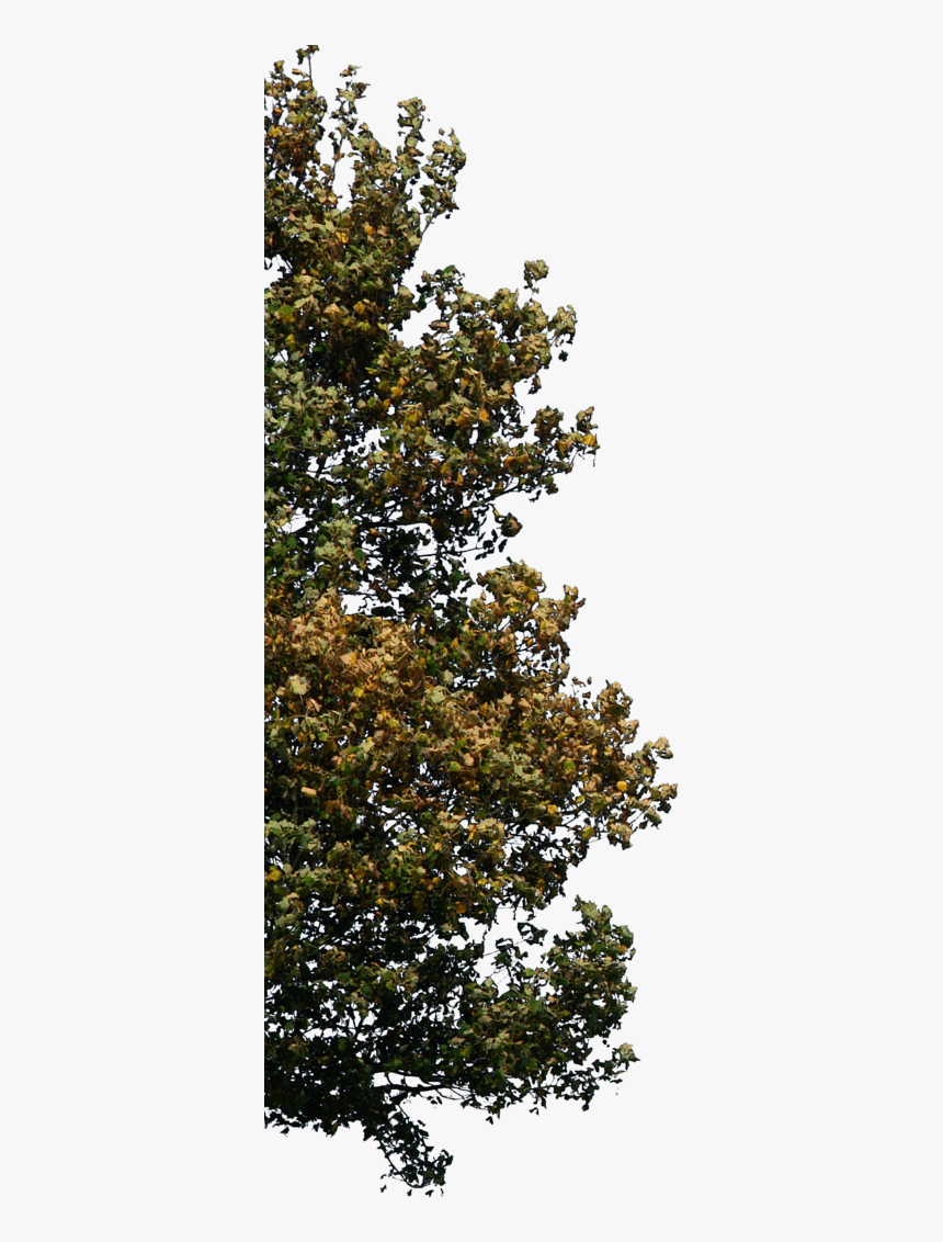 Corner Tree Png, Transparent Png , Transparent Png Image - PNGitem